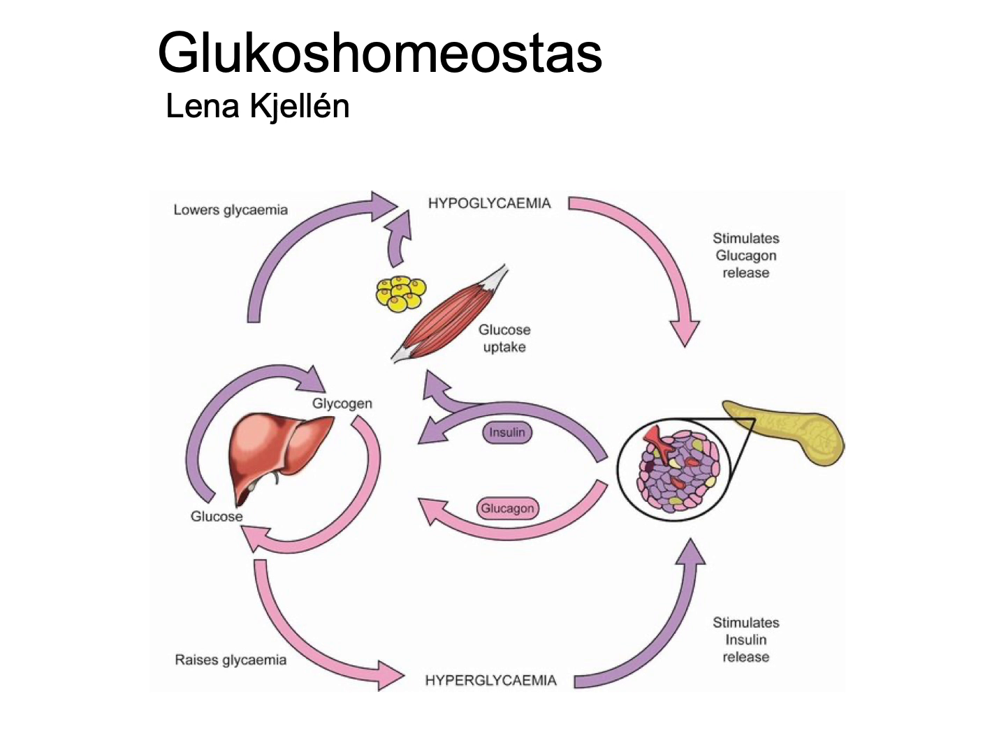 Glukoshomeostas - Medfarm Play - Uppsala universitet