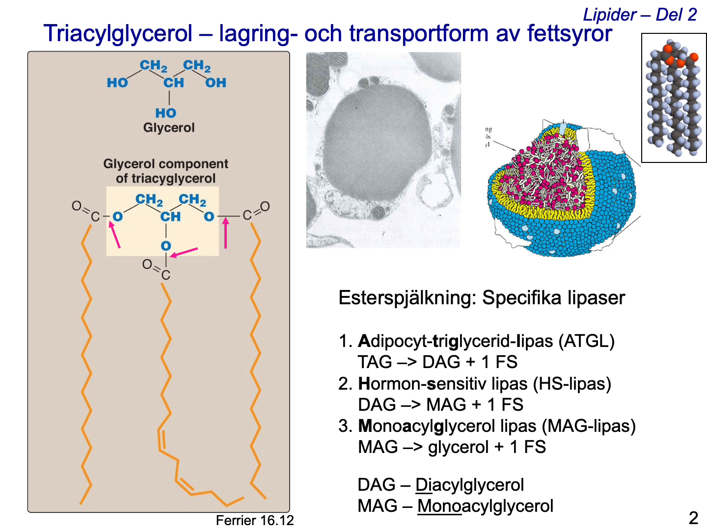 Lipider Del2 - Medfarm Play - Uppsala universitet