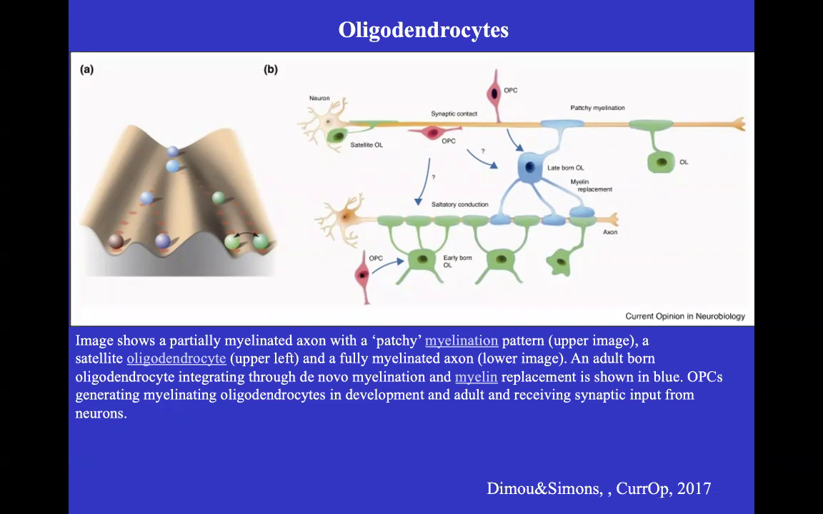 Neurobiologi Gliaceller del2 - Medfarm Play - Uppsala universitet
