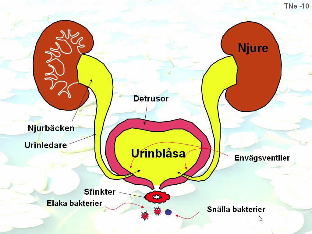Enures daginkontinens och urin... - Medfarm Play - Uppsala universitet