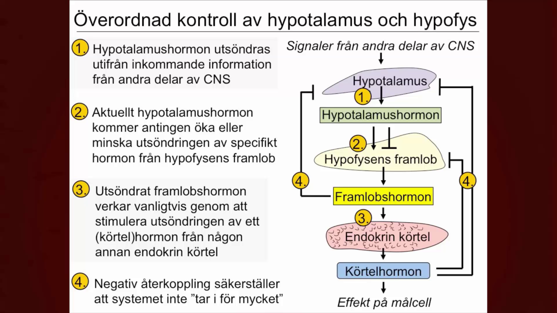 Det endokrina systemet Del 4 - Medfarm Play - Uppsala universitet