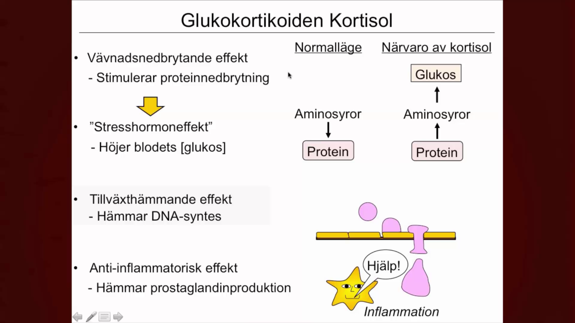 Det endokrina systemet Del 5 - Medfarm Play - Uppsala universitet