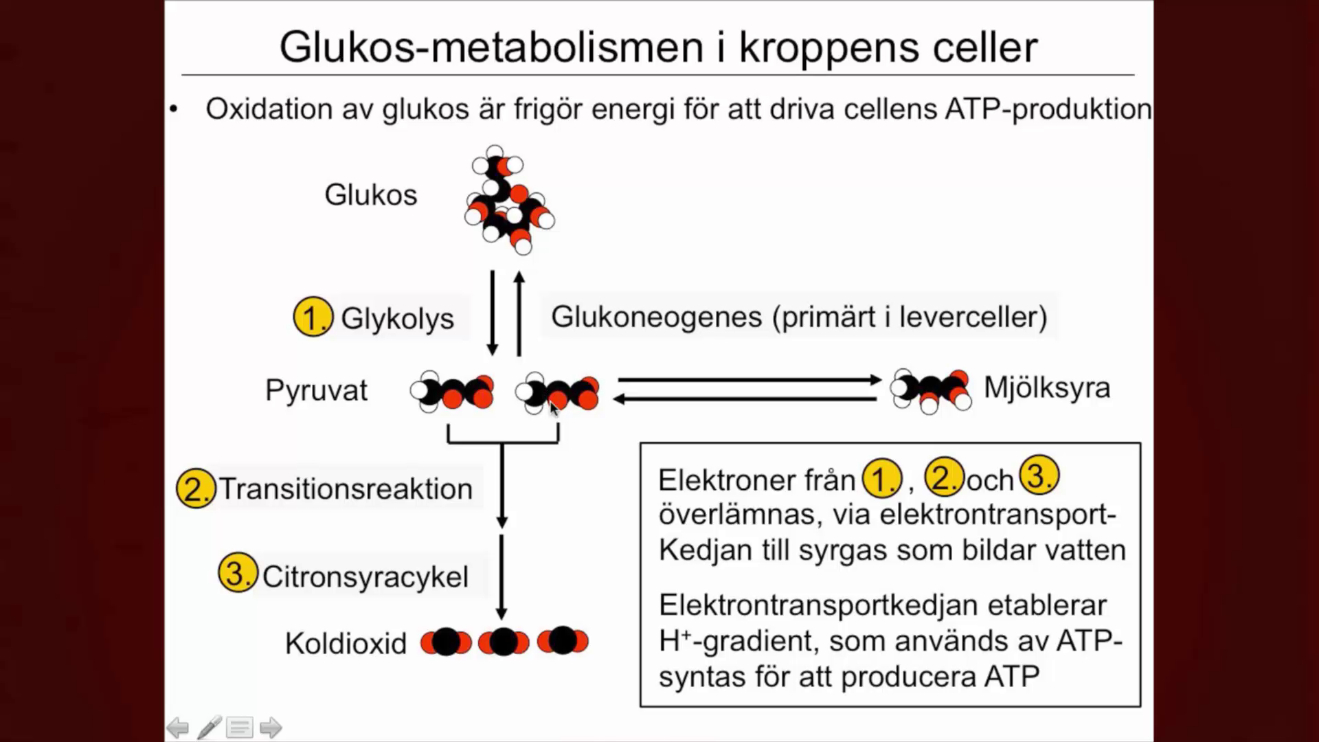 Det endokrina systemet Del 7 - Medfarm Play - Uppsala universitet