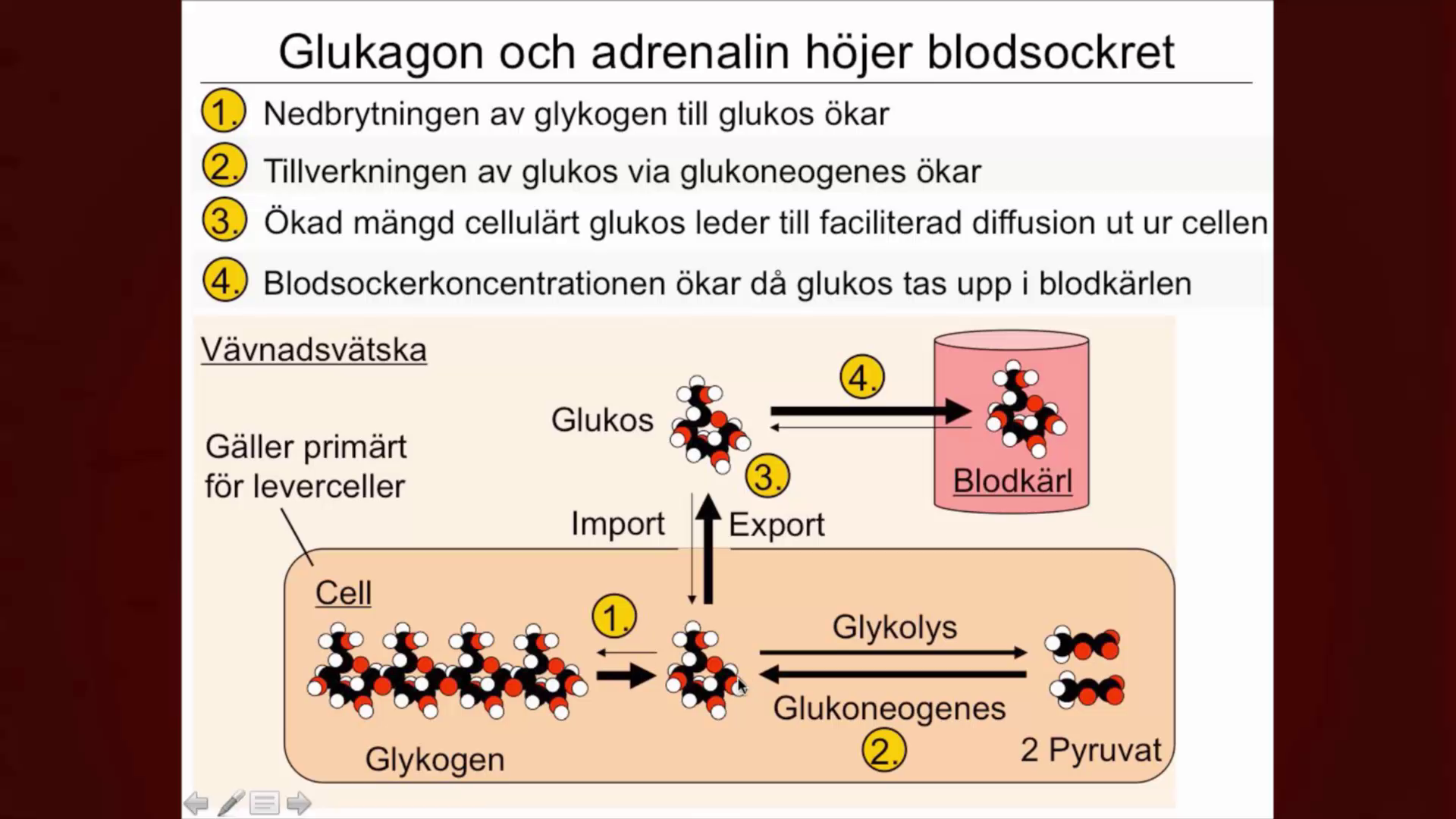Det endokrina systemet Del 8 - Medfarm Play - Uppsala universitet